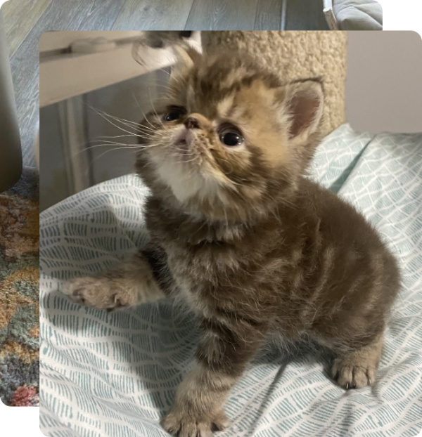 About My Kittens – MERCEDES CATS