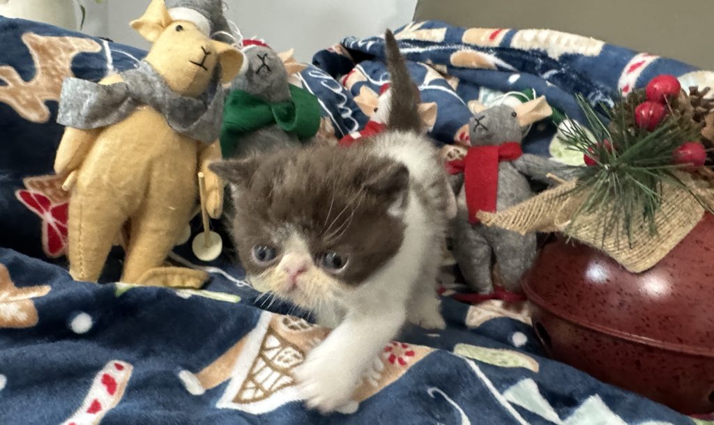 Kitten’s Available – MERCEDES CATS